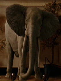 North African Elephant | BloodRayne & Mia, the Vampire Slayer Wiki | Fandom