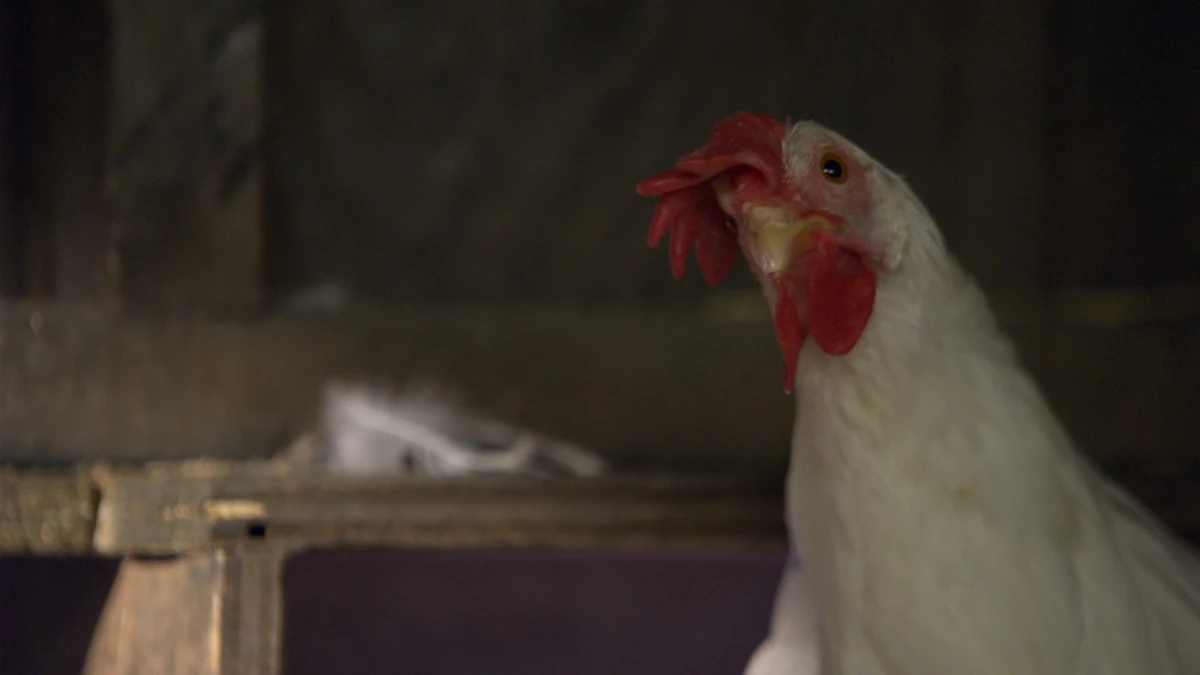 Chicken | BloodRayne & Mia, the Vampire Slayer Wiki | Fandom