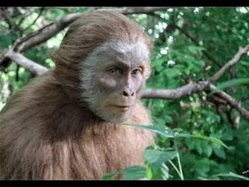 Pliopithecus | BloodRayne & Mia, the Vampire Slayer Wiki | Fandom