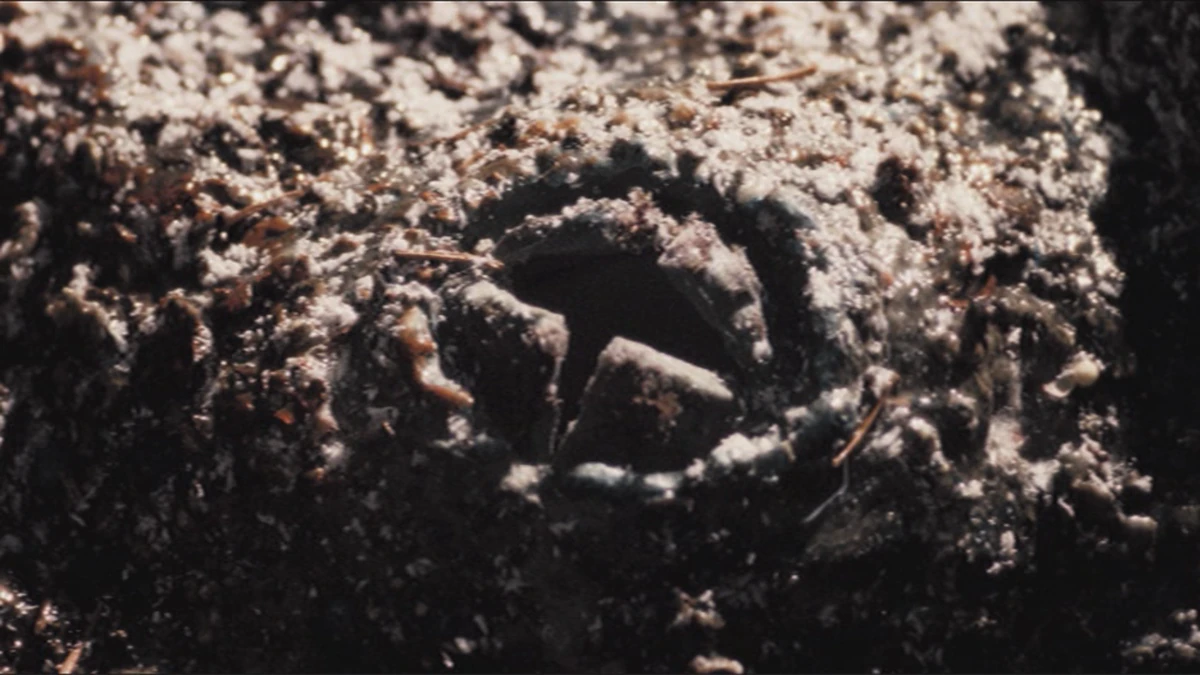 Primeval Fungus | BloodRayne & Mia, the Vampire Slayer Wiki | Fandom