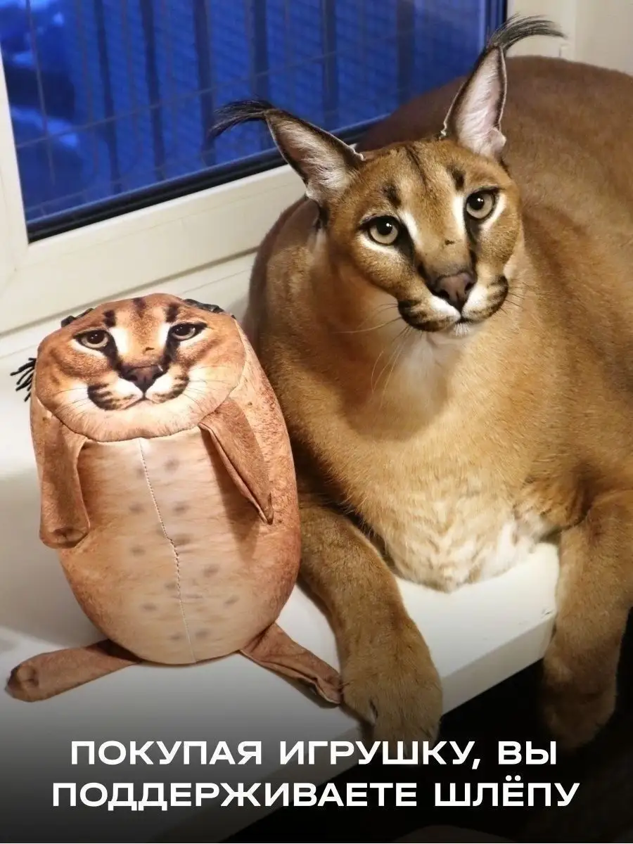 Шлёпа/Галерея | Блоптоп.Вики | Fandom