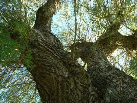 Medicine Cat's Den | Blossom Clan Wiki | Fandom