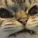 DirtyFleaSack | Bloxd.io Wiki | Fandom