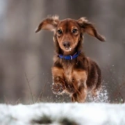 Staff | Bloxhub Wiki | Fandom