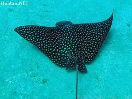 Leopard Ray Stinger