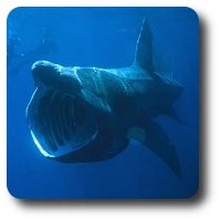 Basking shark | Blue Abyss Wikia | Fandom