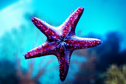 All about star fish | Blue Abyss Wikia | Fandom