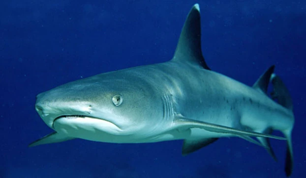 White tip shark | Blue Abyss Wikia | Fandom