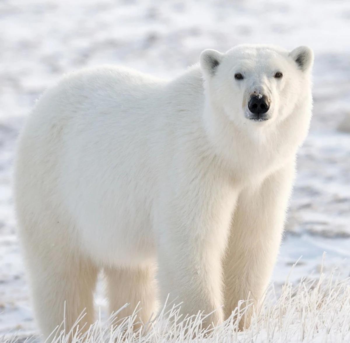 Polar Bear | Blue Boys Heroes Wiki | Fandom