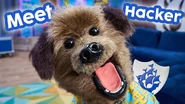 Blue Peter Wiki | Fandom