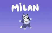 Milan Border-Heeler | Bluey Fanon Wiki | Fandom