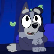 Milan Border-Heeler | Bluey Fanon Wiki | Fandom