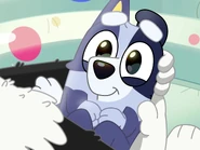 Milan Border-Heeler | Bluey Fanon Wiki | Fandom