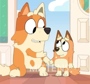 Chilli Heeler | Bluey future Wiki | Fandom