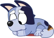 Socks Heeler/Gallery | Bluey Wiki | Fandom