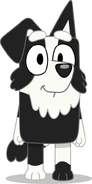 Mackenzie Border Collie/Gallery | Bluey Wiki | Fandom
