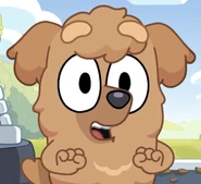 Dougie | Bluey Wiki | Fandom