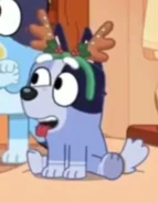 Socks Heeler | Wiki Bluey | Fandom