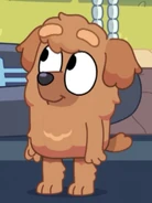 Dougie | Wiki Bluey | Fandom