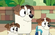 Jack Russell | Bluey Wiki | Fandom