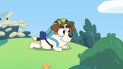 Jack Russell | Bluey Wiki | Fandom