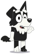 Mackenzie Border Collie/Gallery | Bluey Wiki | Fandom