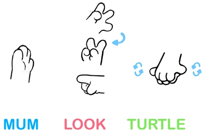 Turtleboy/Script | Bluey Wiki | Fandom