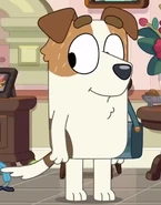 Jack's Mum | Bluey Wiki | Fandom