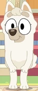 Dogs | Bluey Wiki | Fandom