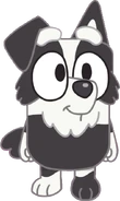 Mackenzie Border Collie/Gallery | Bluey Wiki | Fandom