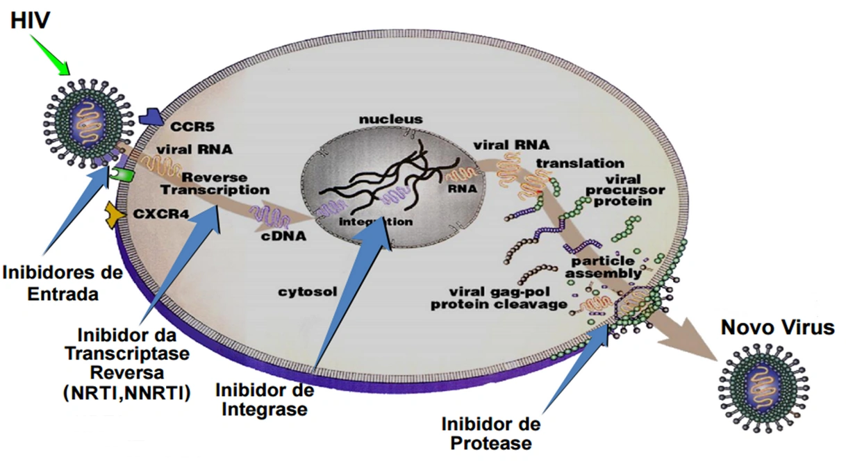 Etapas Do Ciclo De Vida Do Hiv Virus Caract, Estrut, Infeccao Viral,