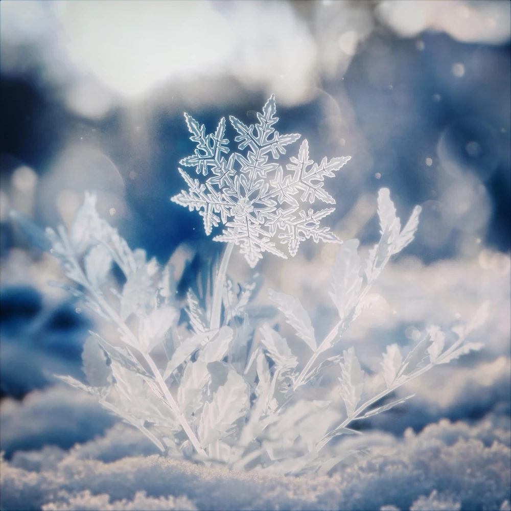 Hanayuki | BMSG Wiki | Fandom