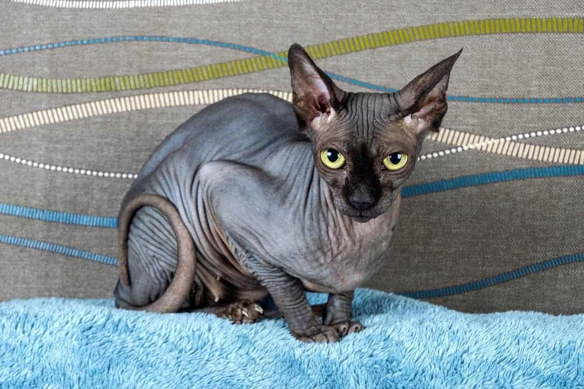 Bongus | BOB REVIVED Wiki | Fandom