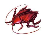 Roach (Breath of Fire) | Breath of Fire Wiki | Fandom