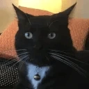 Boiby (Cat) | Boiby Wiki | Fandom