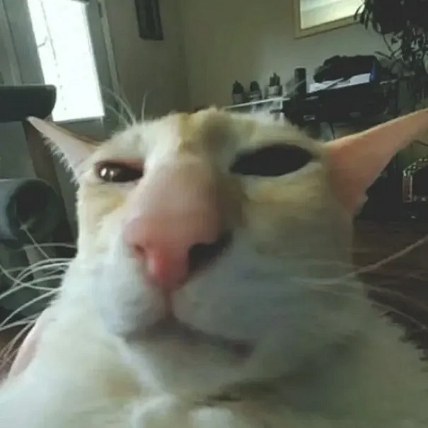 Dyson Cat | Boiby Wiki | Fandom