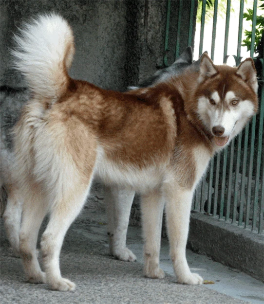 Astro | Bolt-The-Super-Dog-Fanon Wiki | Fandom