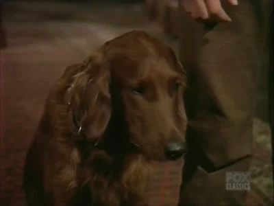 The Bucket Dog | Bonanza Wiki | Fandom