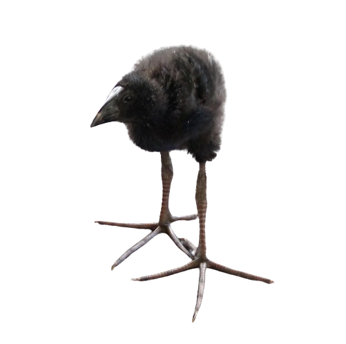 Bones Lore Wiki | Fandom