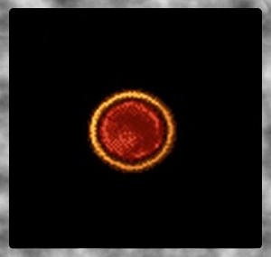 Jade Shield | Bones Underground Wiki | Fandom