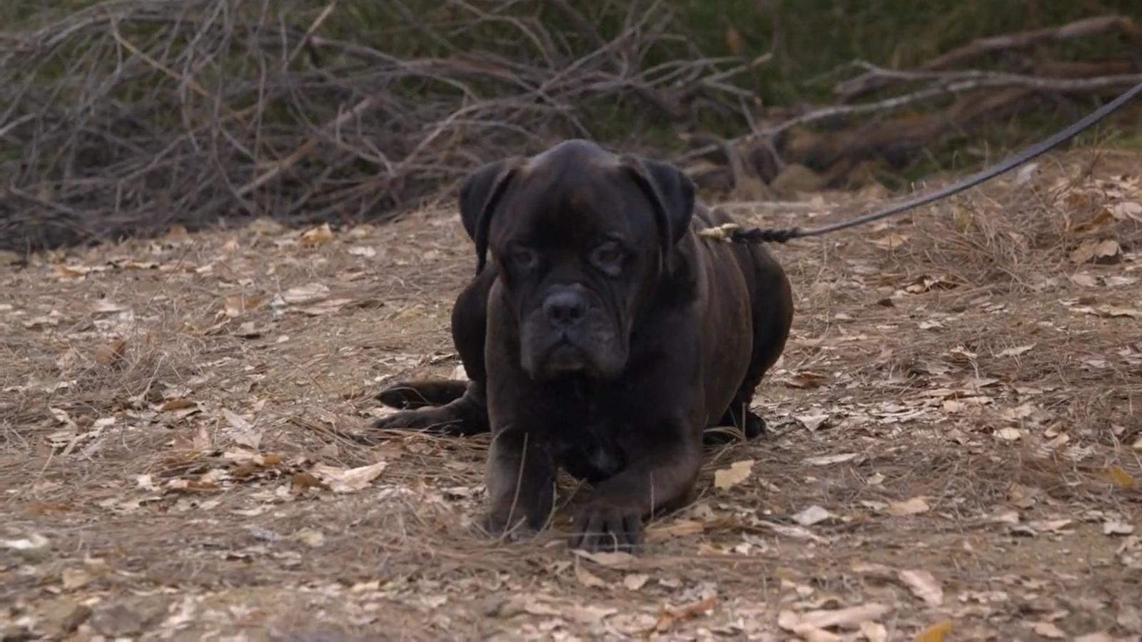 What Breed Are Cadaver Dogs