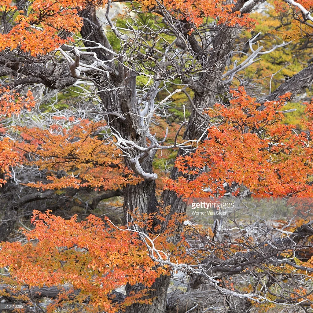 Lenga | Bonsai Argentina Wiki | Fandom