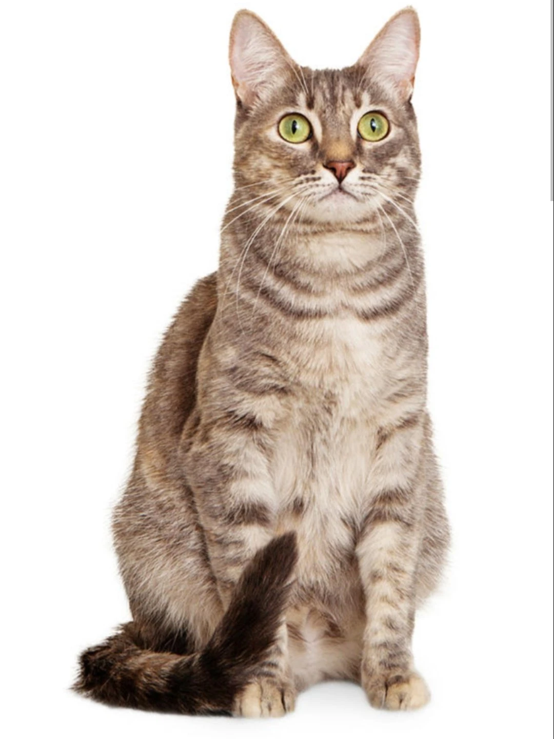 Little Cat Munchkin | Boohbah Fanon Wiki | Fandom