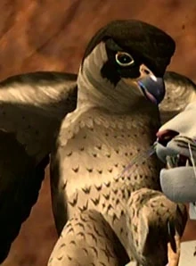 Airazor (Beast Wars) | Book of Heroes and Villains Wiki | Fandom