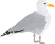 Gull | Book of Hours Wiki | Fandom