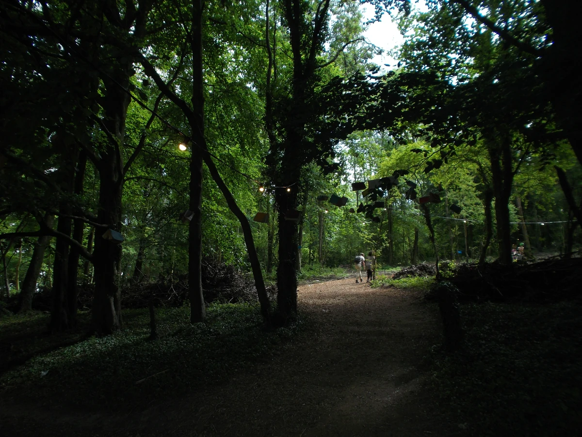 The Forest | BoomtownStoryline Wiki | Fandom