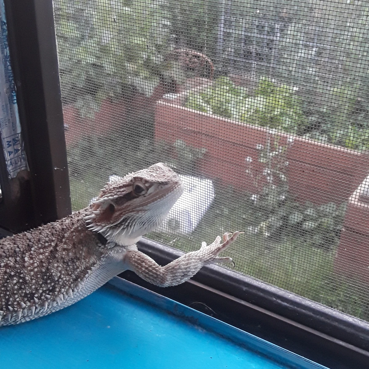 Gecko pecko | Bootleg team 10 Wiki | Fandom