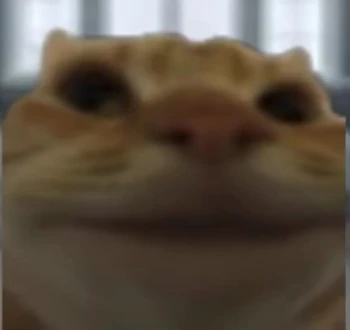 Boppity cat | Boppity cat Wiki | Fandom