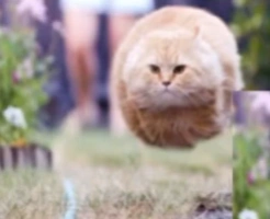 Flying Boppity cat | Boppity cat Wiki | Fandom