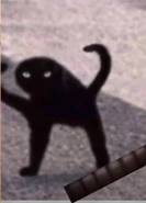 Boppity cat | Boppity cat Wiki | Fandom